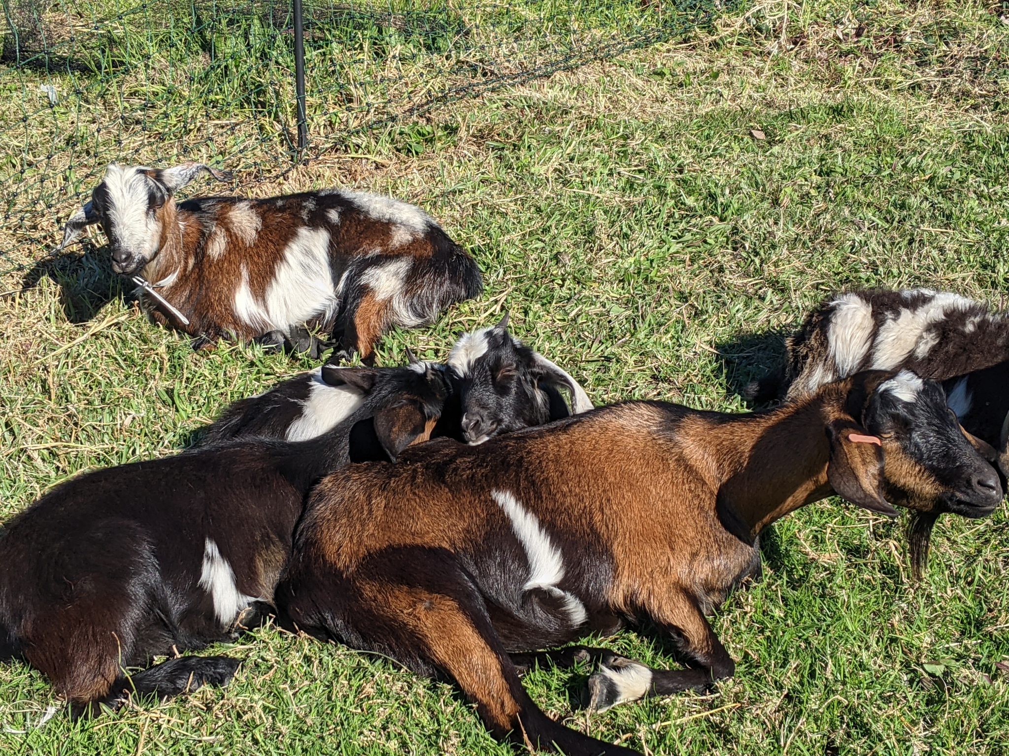 Farm Animal Cuddle, Feed & Pat Experience - The Giving Farm