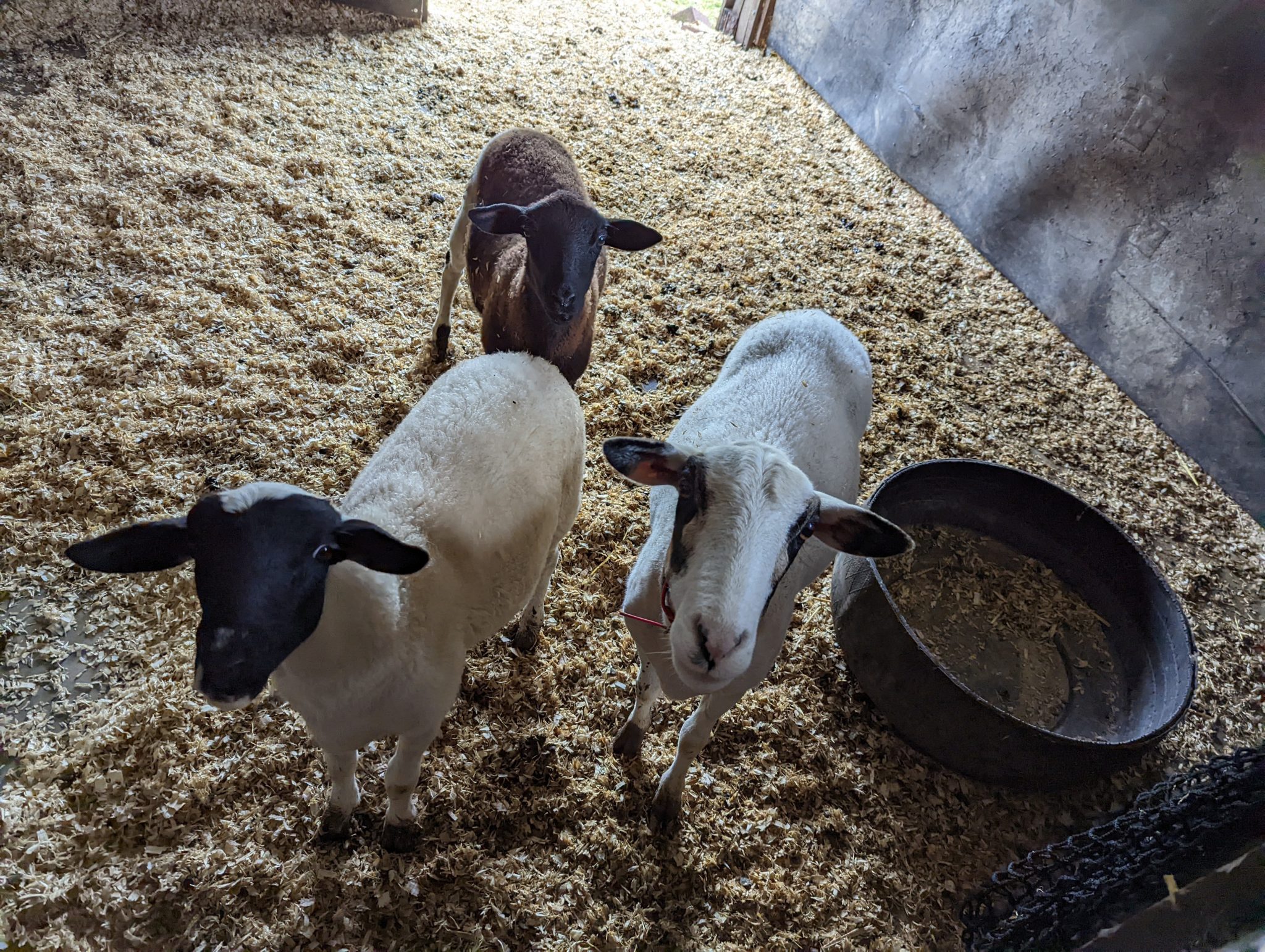 Farm Animal Cuddle, Feed & Pat Experience - The Giving Farm