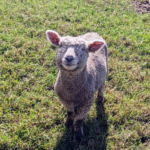 Farm Animal Cuddle, Feed & Pat Experience - The Giving Farm