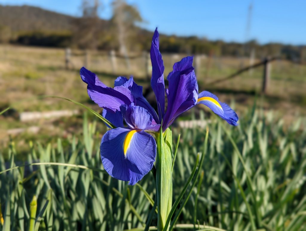 Dutch Iris Pots - Farm Pick Up ONLY - The Giving Farm