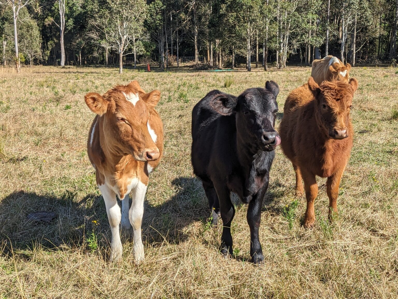 Farm Animal Cuddle, Pat & Feed Experience - The Giving Farm