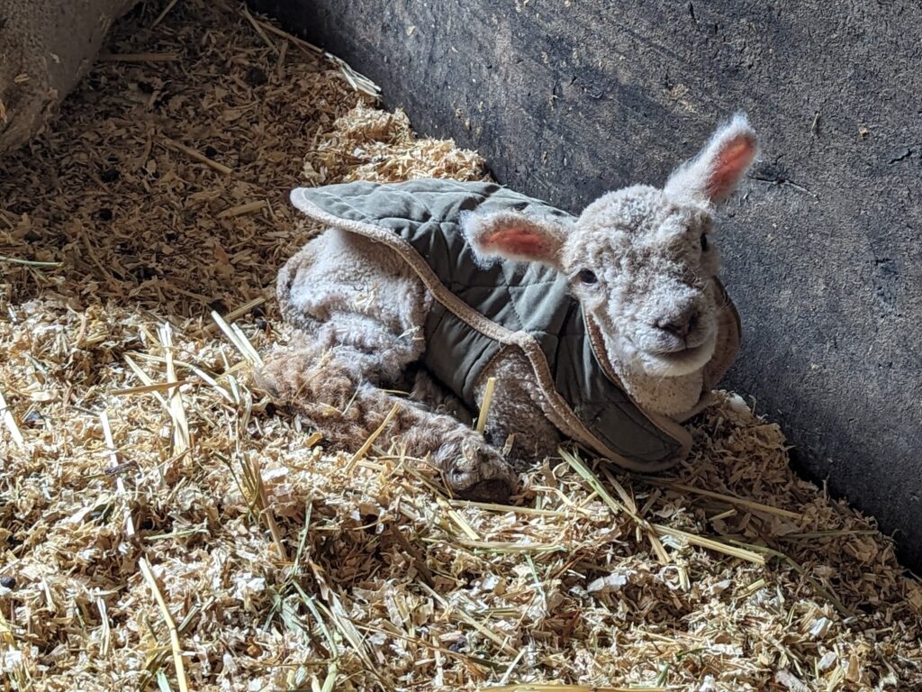 Farm Animal Cuddle, Pat & Feed Experience - The Giving Farm