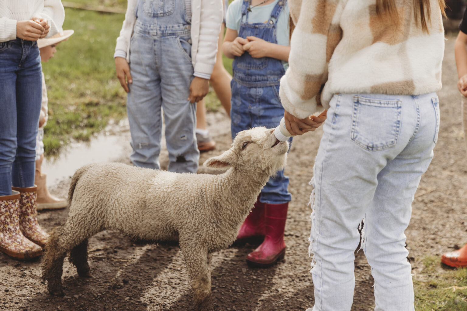 Farm Animal Cuddle, Feed & Pat Experience - The Giving Farm